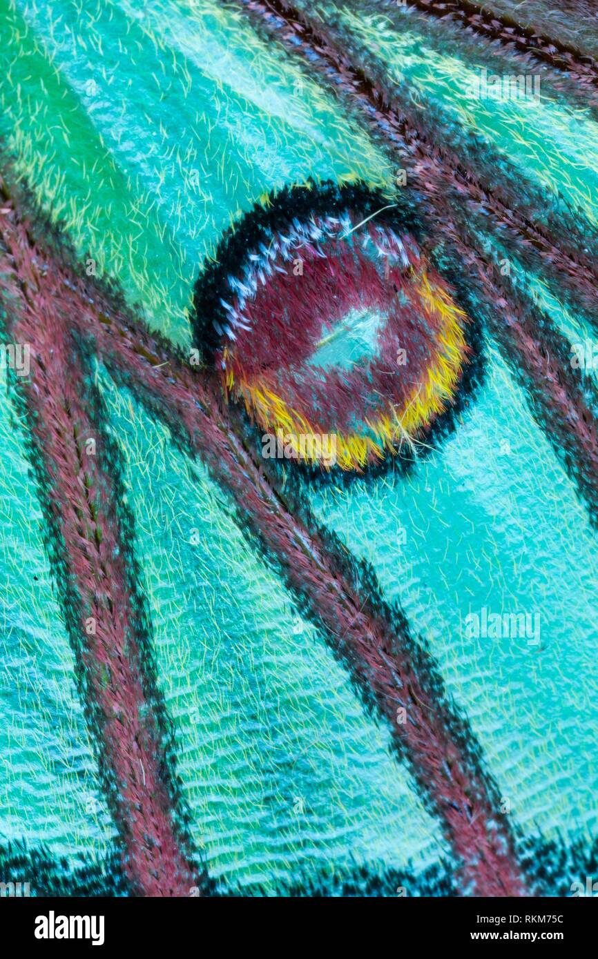 Eyespot High Resolution Stock Photography and Images - Alamy