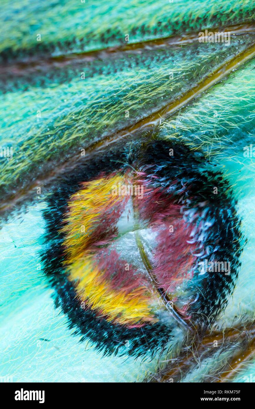 Eyespot High Resolution Stock Photography and Images - Alamy