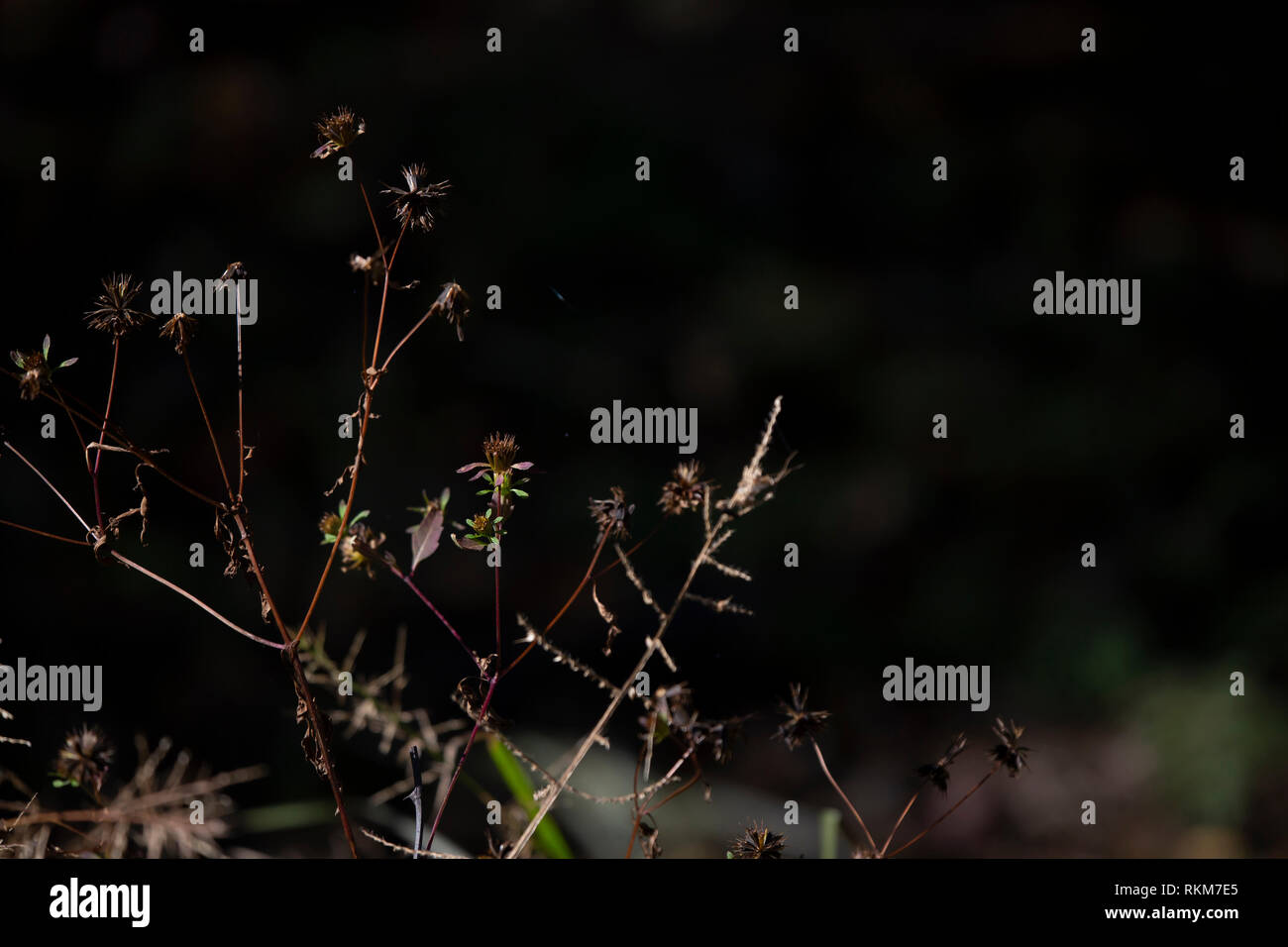 Dried weeds growing in a dreary, dry field Stock Photo - Alamy