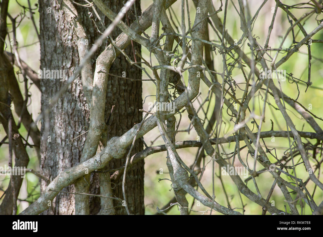 Bramble tree trunk hi-res stock photography and images - Alamy