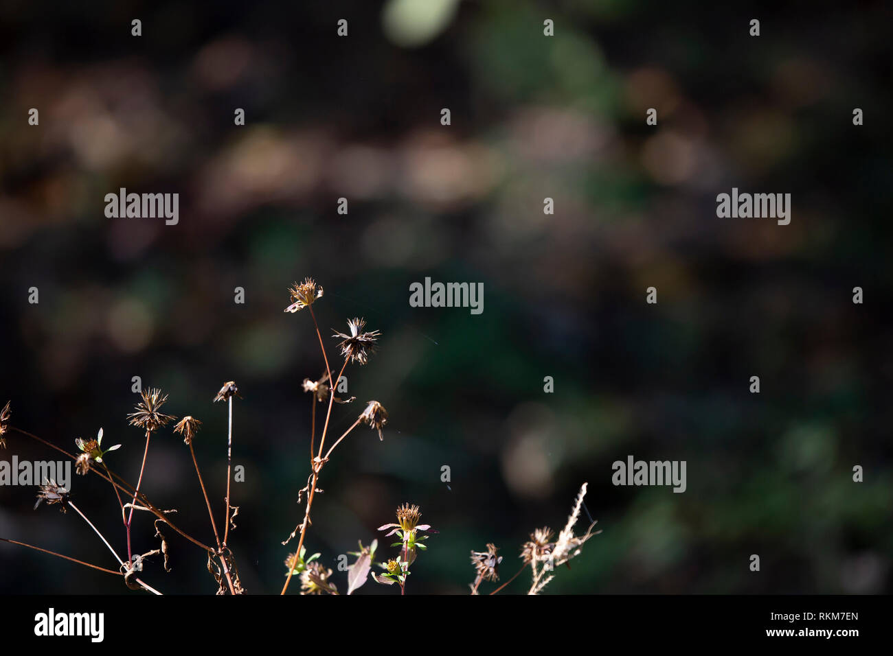 Dried weeds growing in a dreary, dry field Stock Photo - Alamy
