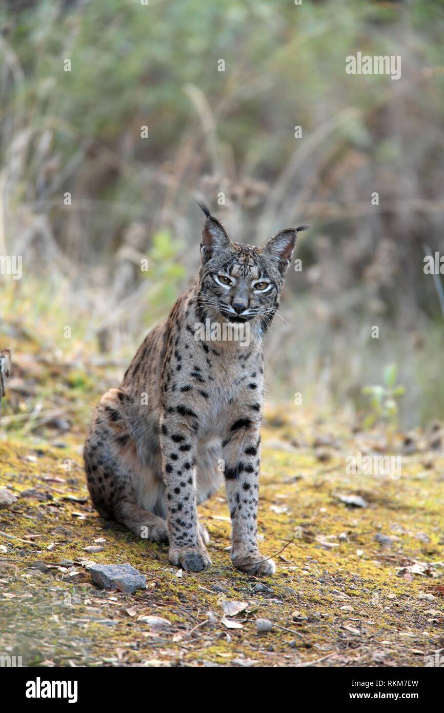 Iberian lynx spain High Resolution Stock Photography and Images - Alamy