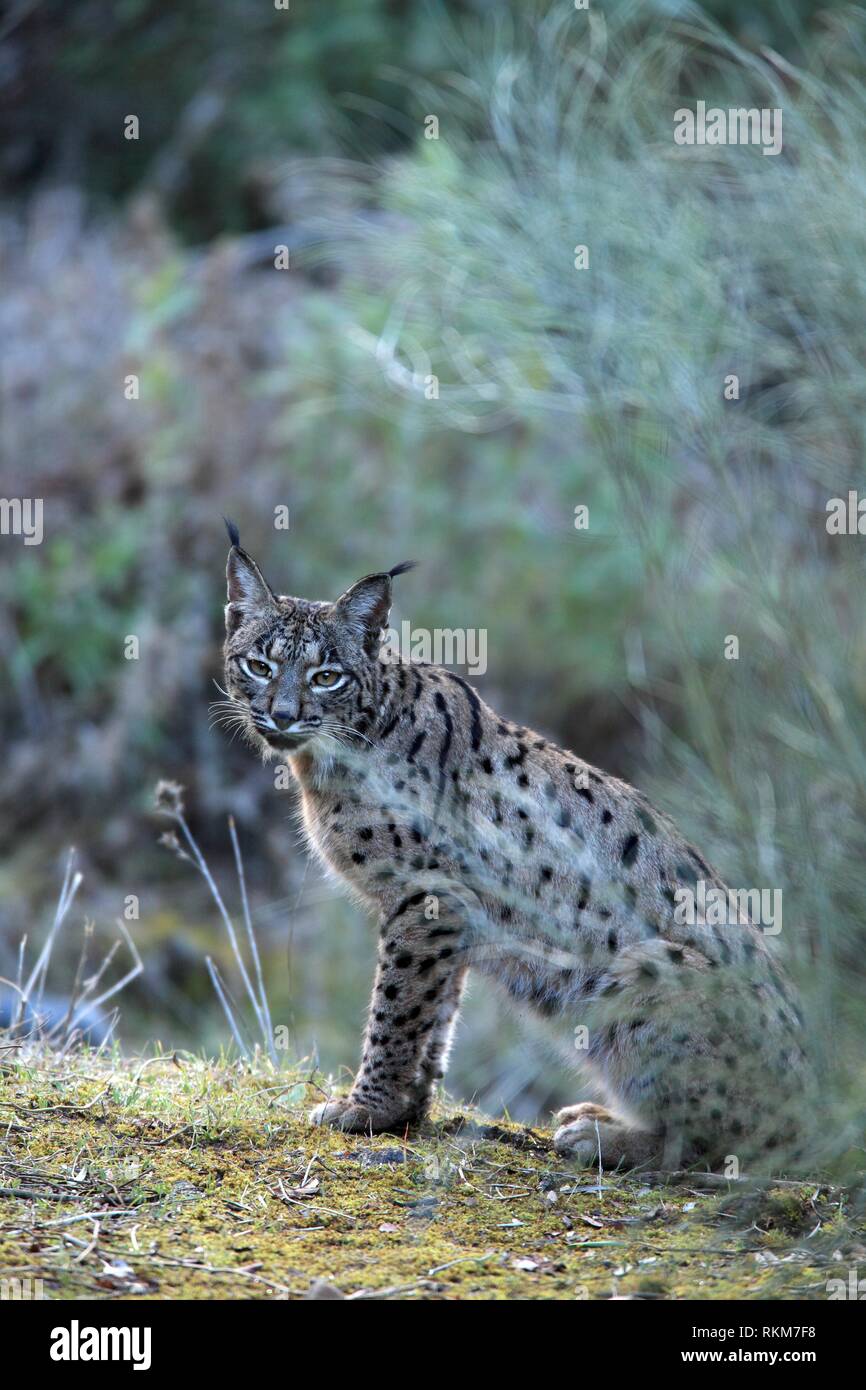 Lynx pardinus spain hi-res stock photography and images - Alamy