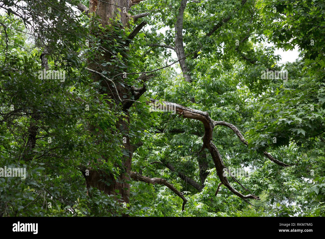 Tree with bent limbs and bright, green leaves Stock Photo - Alamy