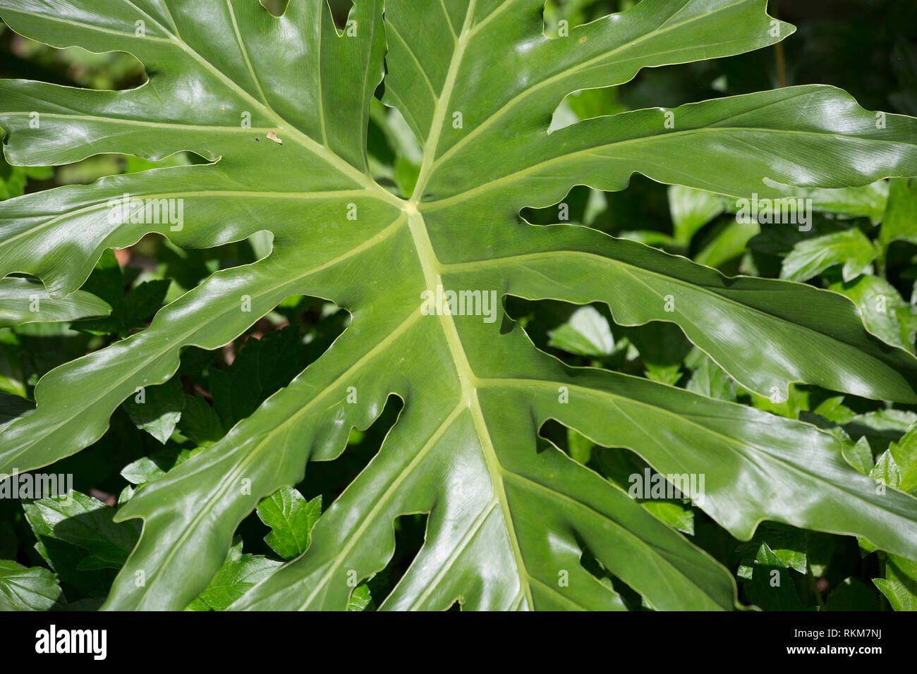 Leaf extreme close hi-res stock photography and images - Alamy