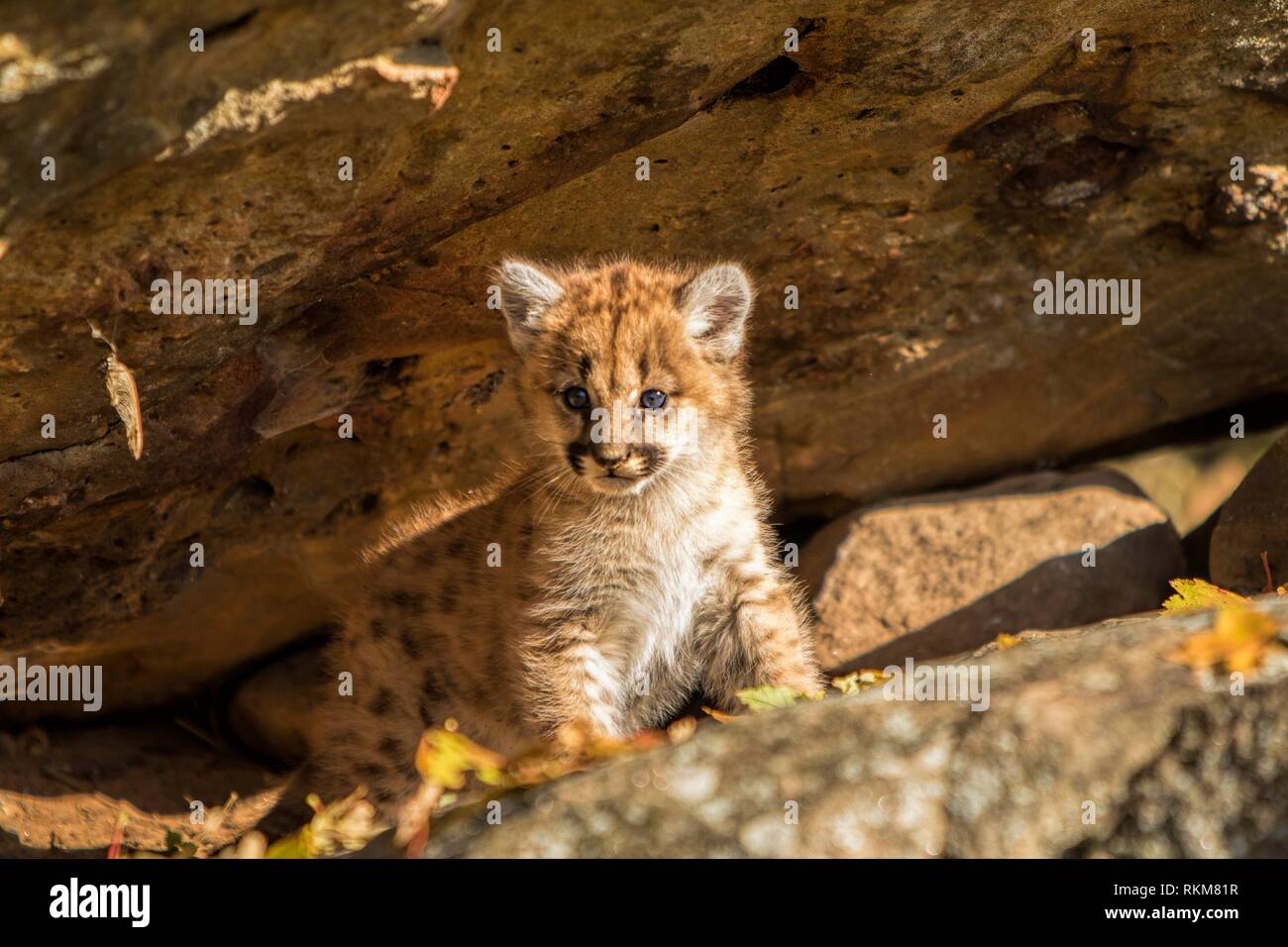 Felis concolor puma concolor puma hi-res stock photography and images ...