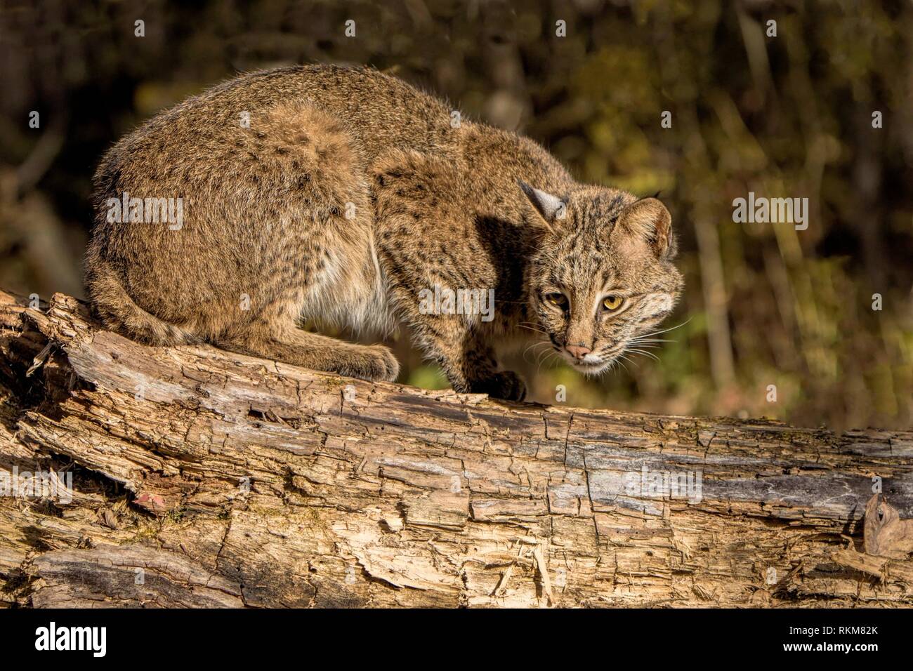 Bobcat forest usa hi-res stock photography and images - Alamy