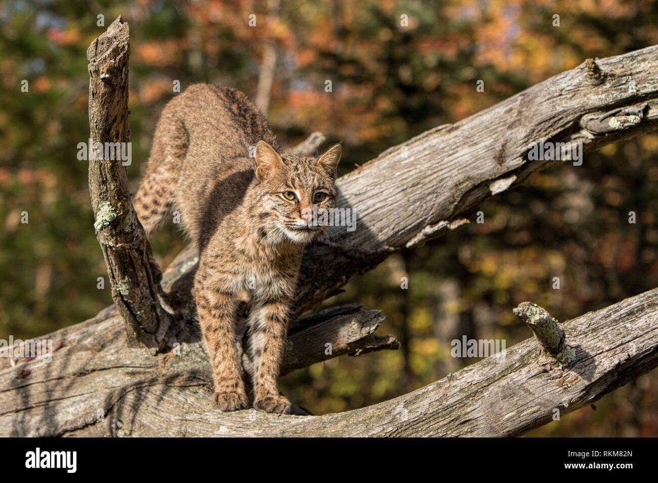 Bobcat forest usa hi-res stock photography and images - Alamy