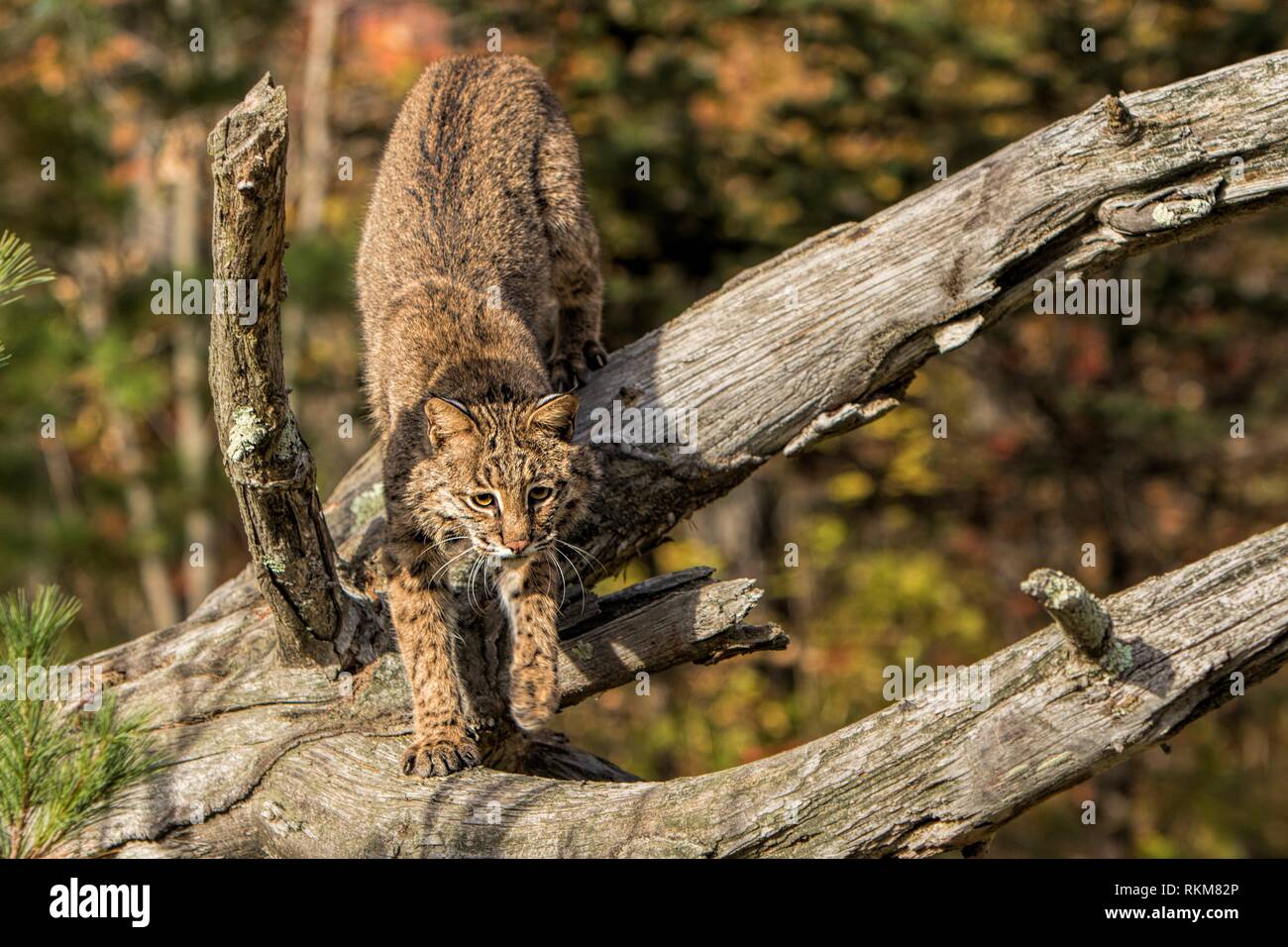 Captive dangerous animal hi-res stock photography and images - Alamy