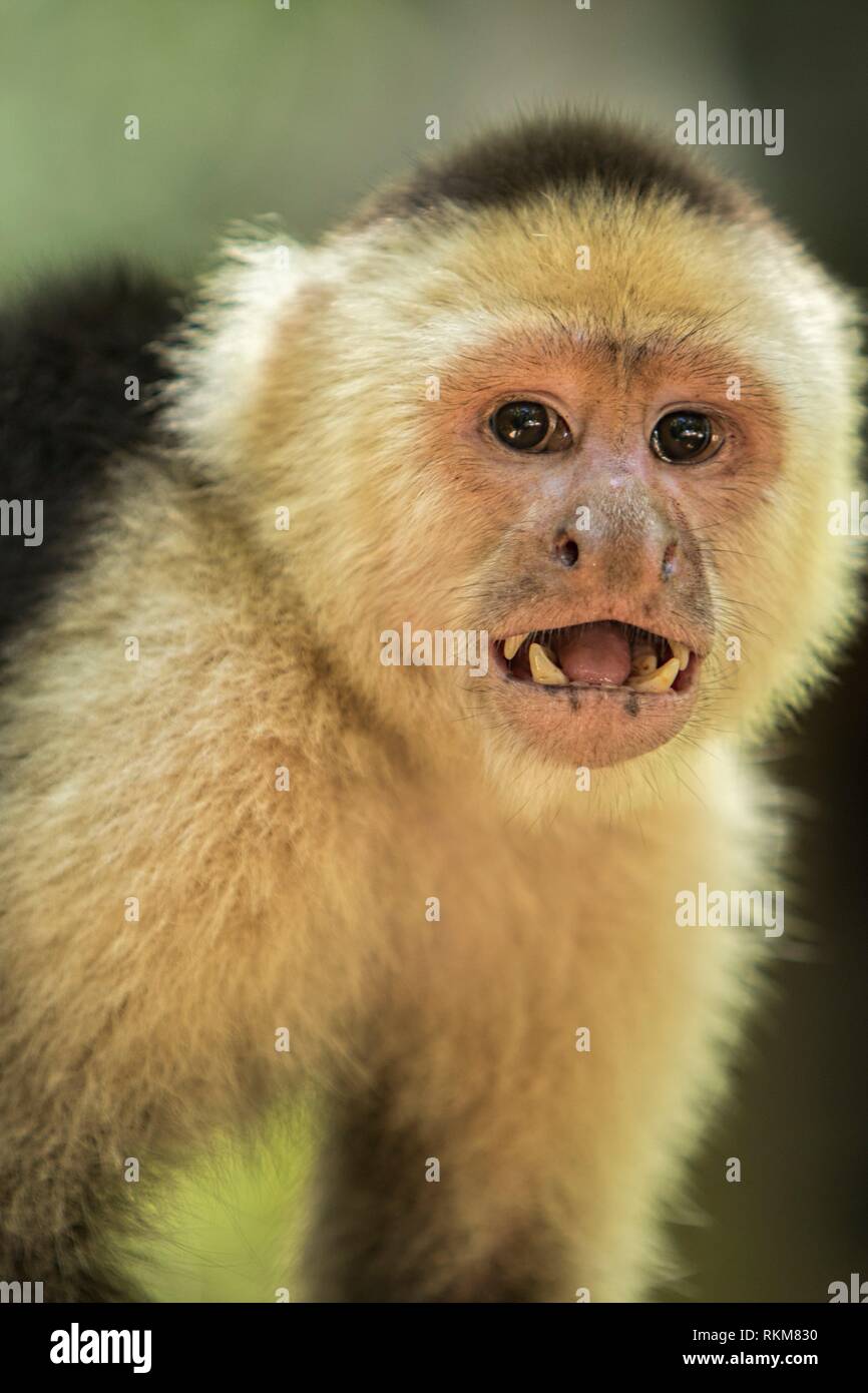 White faced capuchin cebus capucinus hi-res stock photography and ...
