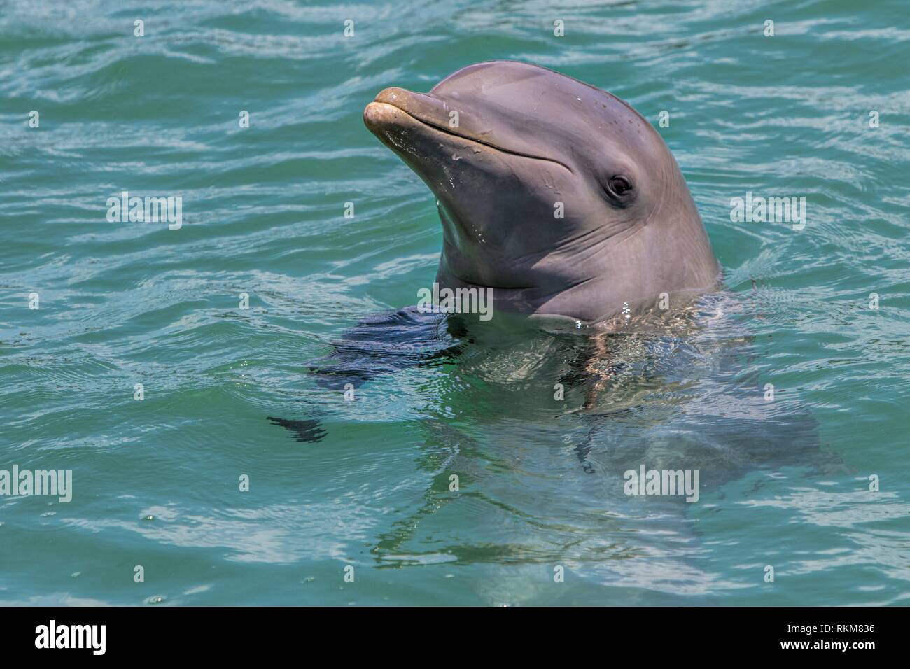 Dolphin port hi-res stock photography and images - Alamy