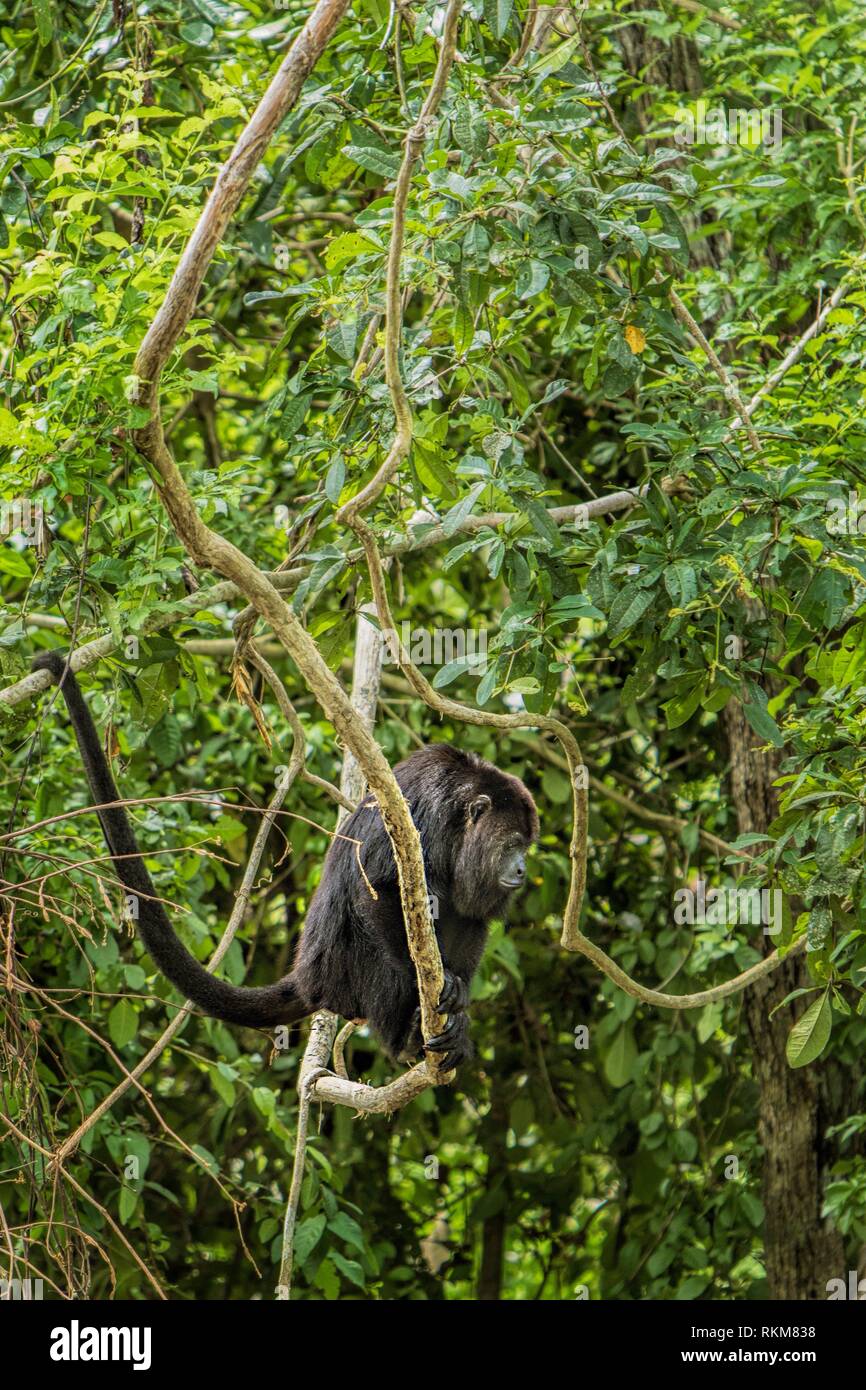 Monkey howler hi-res stock photography and images - Alamy