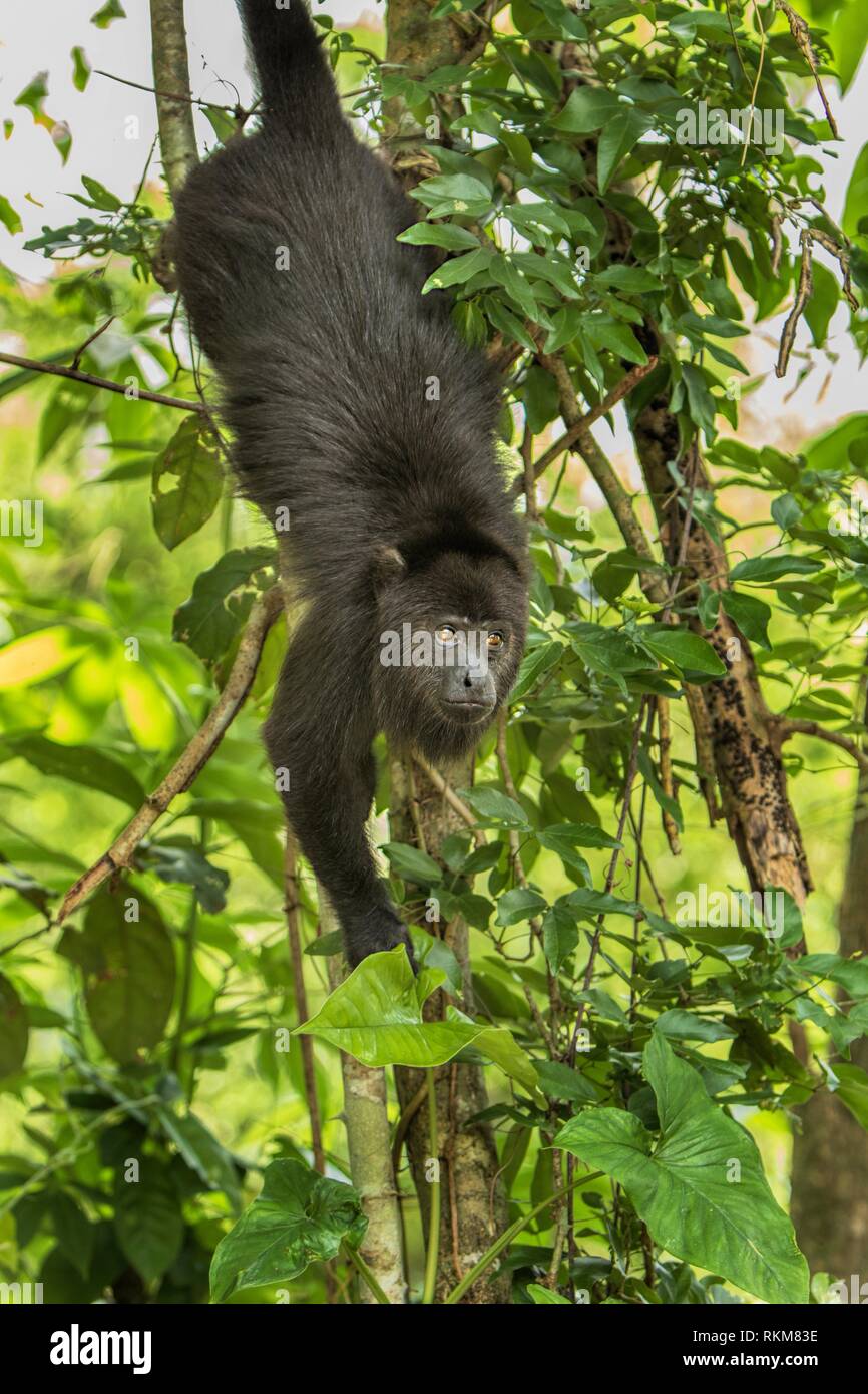 Black howler monkey, belize hi-res stock photography and images - Alamy