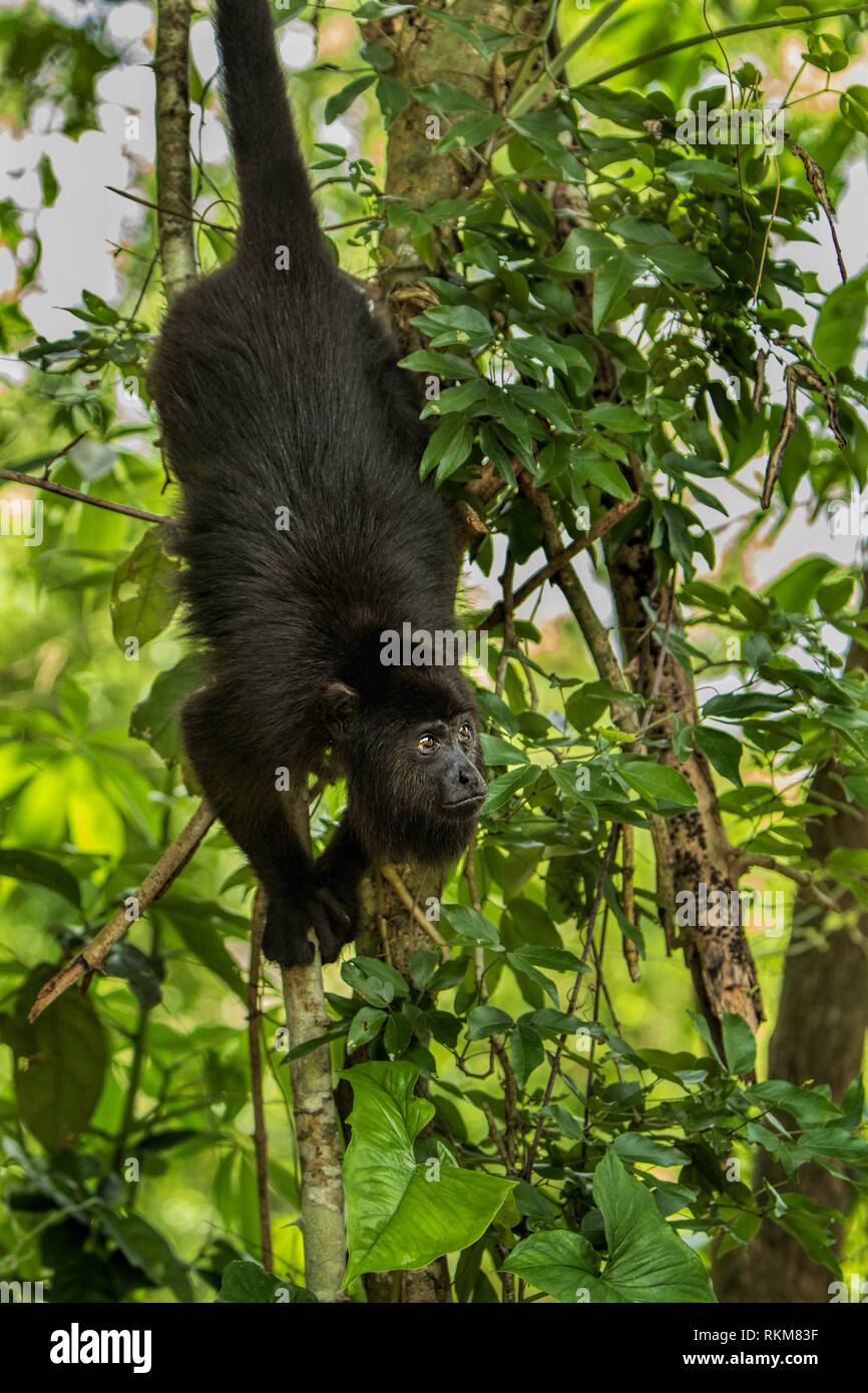Howler Monkey In Jungle High Resolution Stock Photography and Images ...