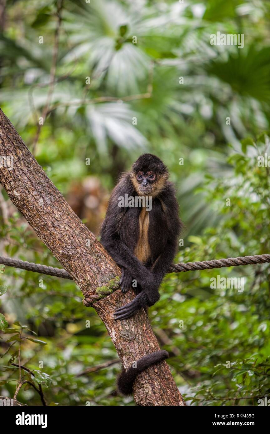 Central america wildlife hi-res stock photography and images - Alamy