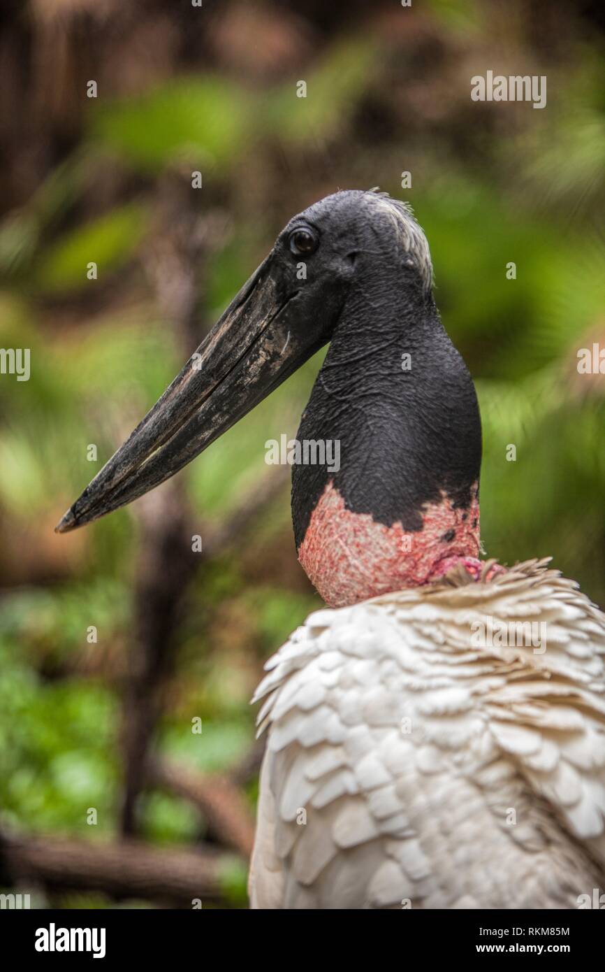 Jabiru jabiru hi-res stock photography and images - Alamy