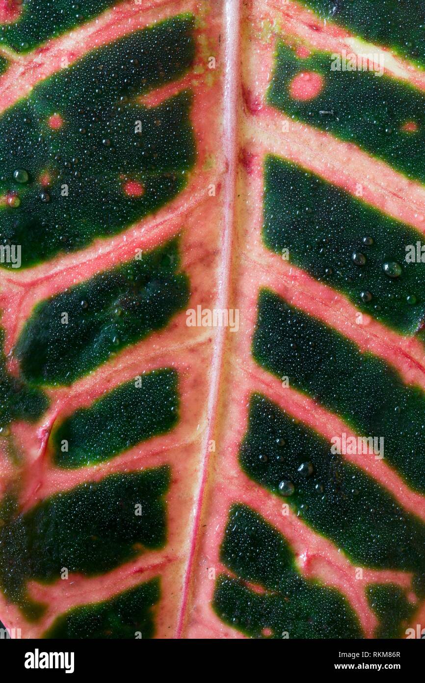 Croton plant codiaeum variegatum hi-res stock photography and images ...