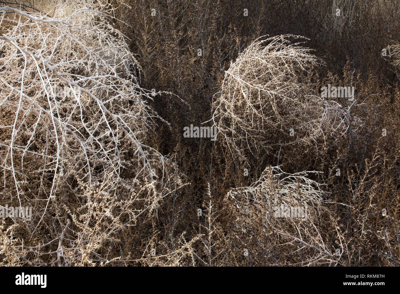 Dry Vegetation High Resolution Stock Photography and Images - Alamy