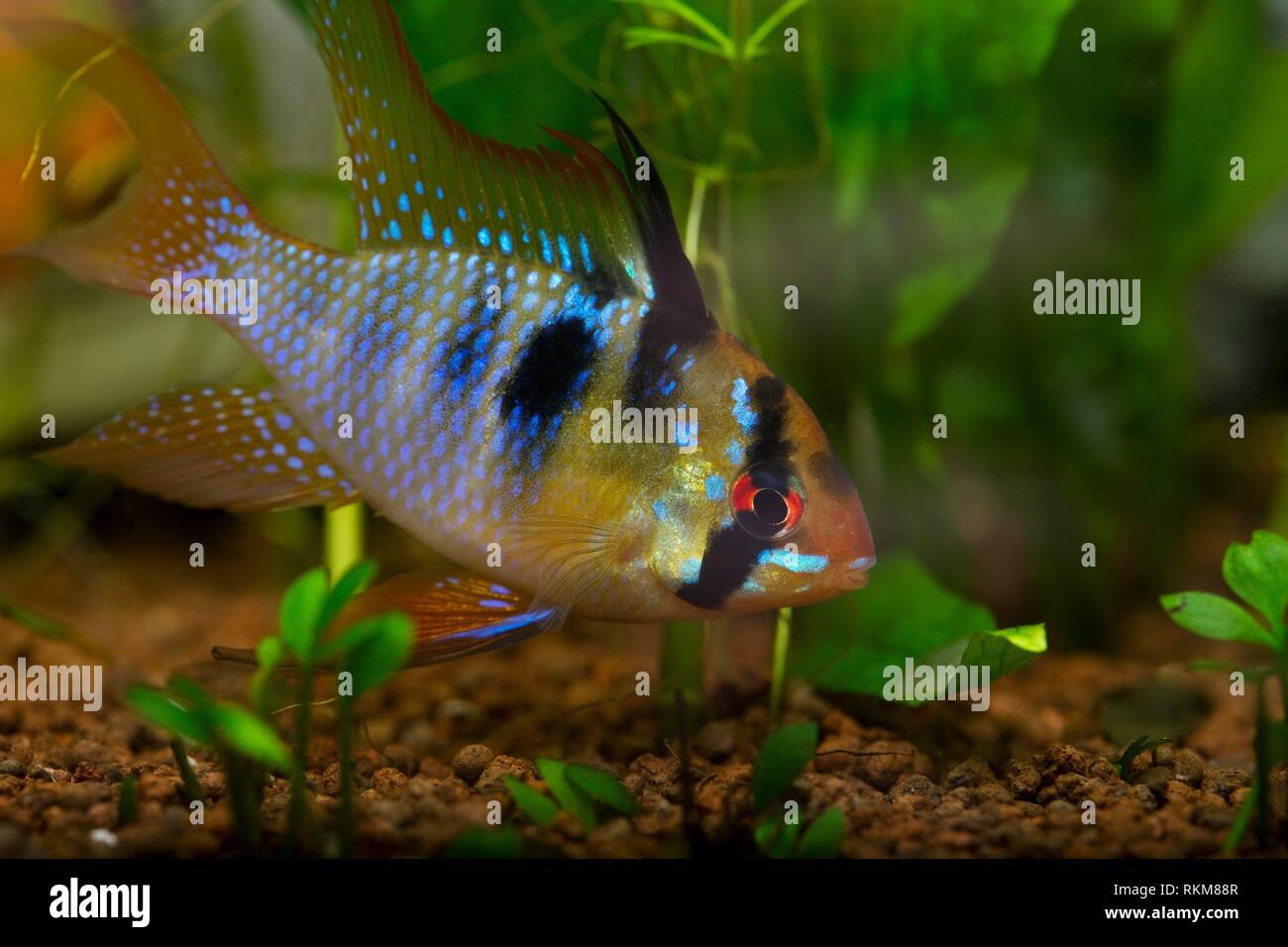 Mikrogeophagus ramirezi hi-res stock photography and images - Alamy