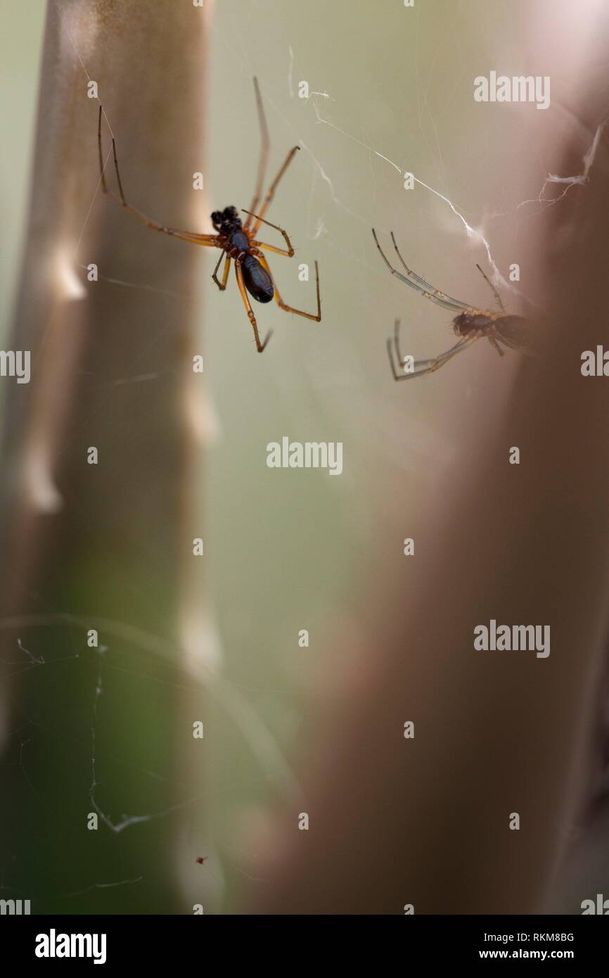 Spider female male hi-res stock photography and images - Alamy