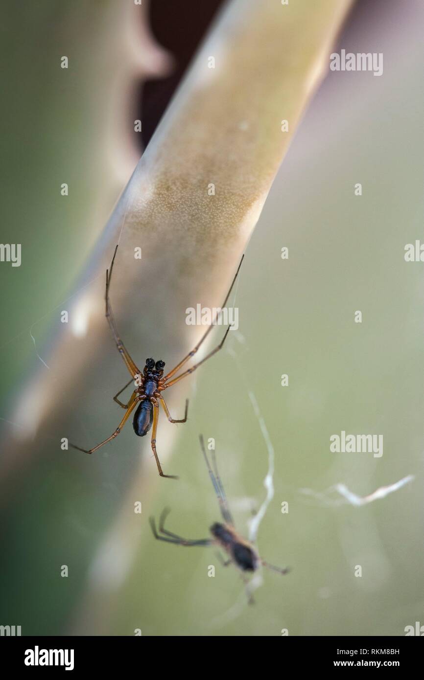 Female spiders hi-res stock photography and images - Alamy