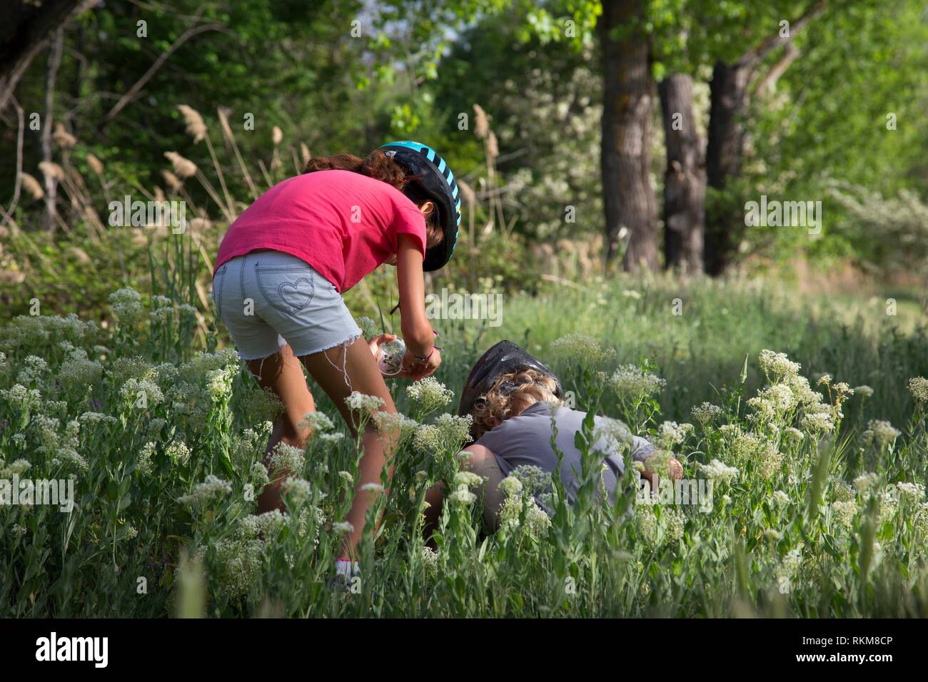 Catching insects hi-res stock photography and images - Alamy