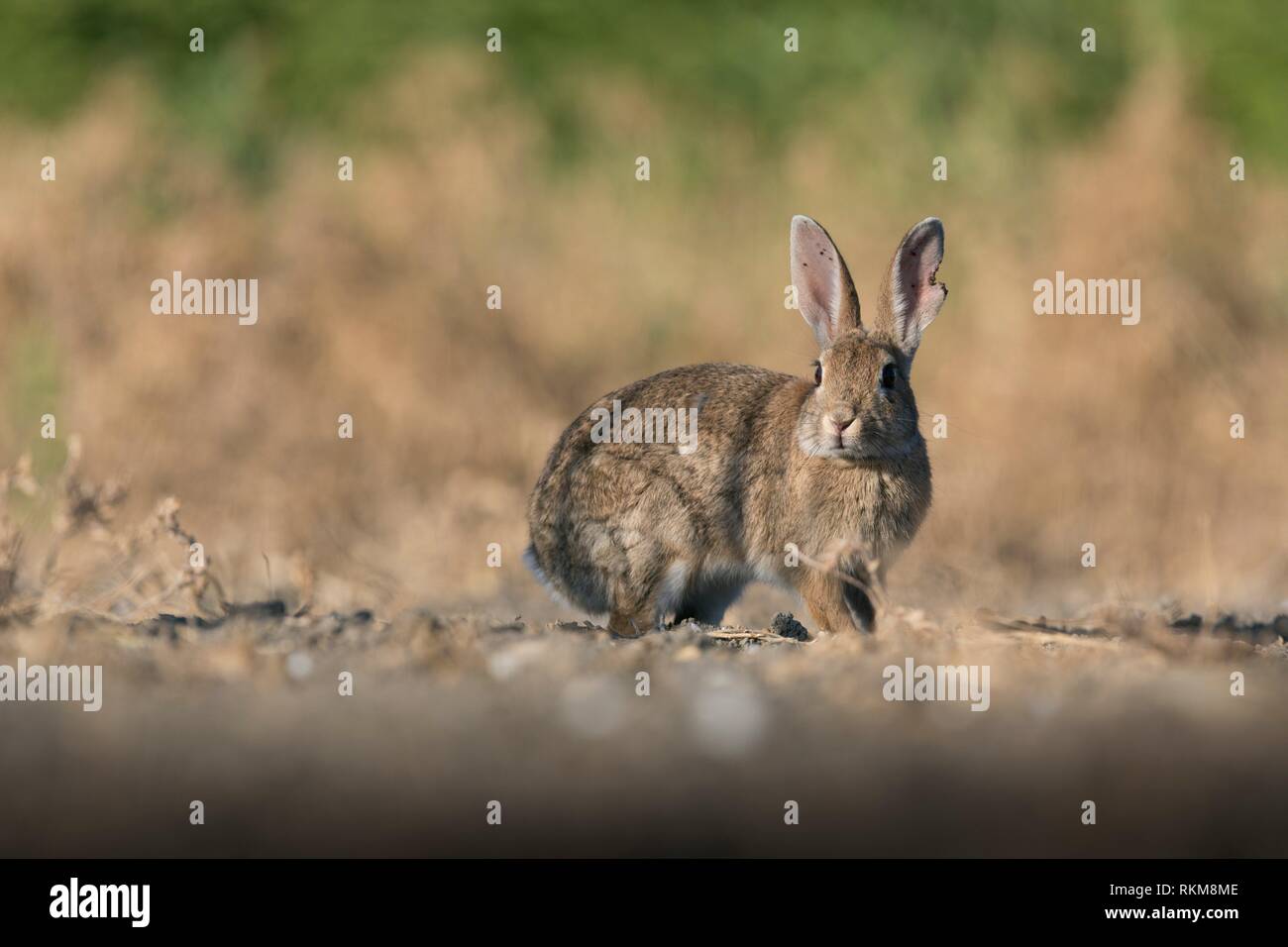 Old World Rabbit High Resolution Stock Photography and Images - Alamy