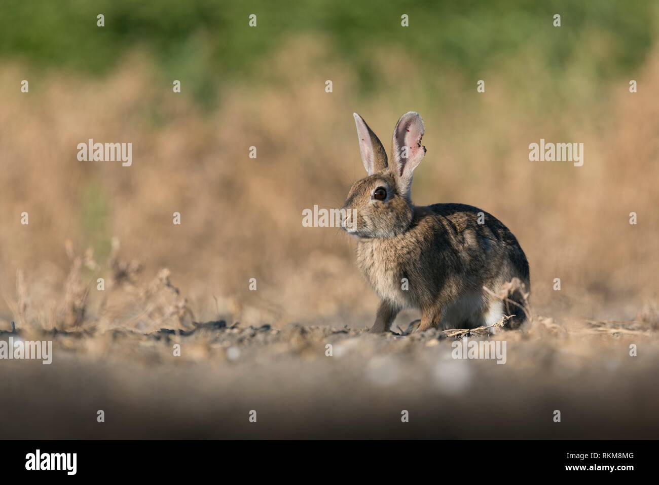 Old World Rabbit High Resolution Stock Photography and Images - Alamy