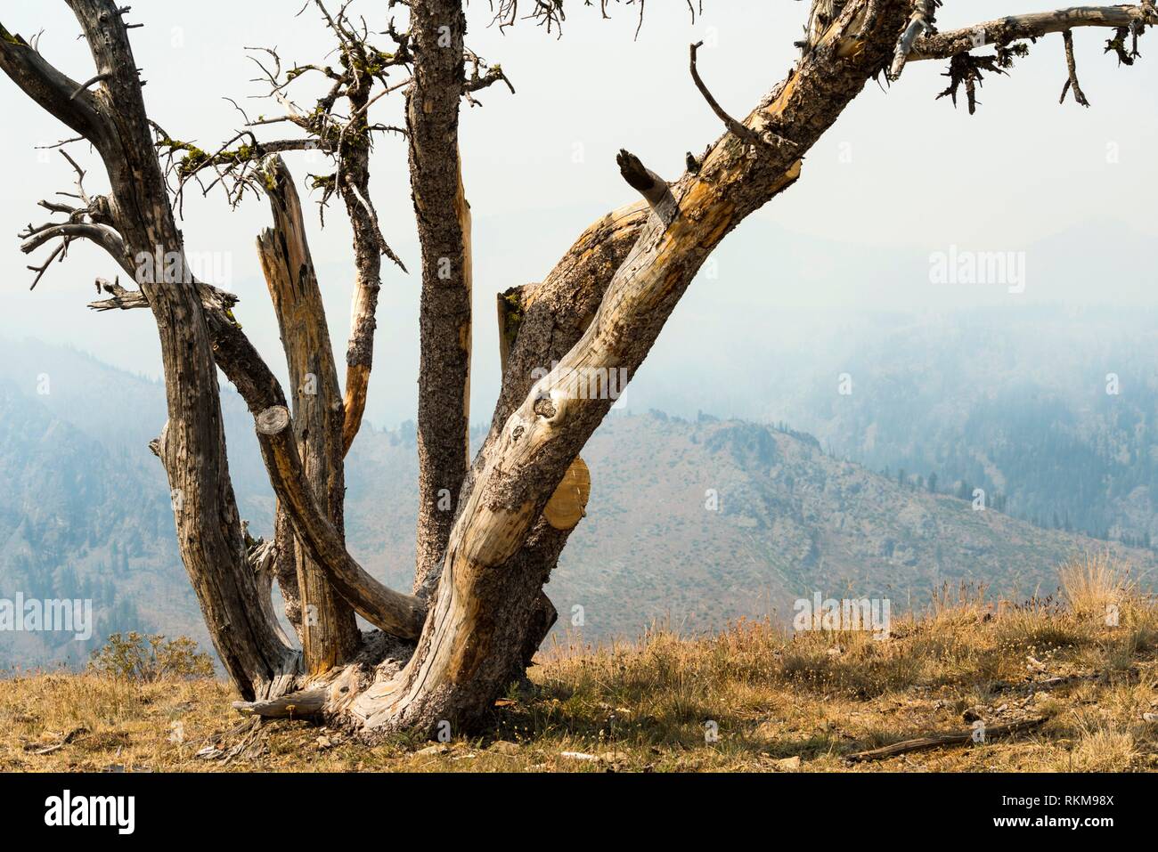 Fire On The Mountain Plant High Resolution Stock Photography and Images ...