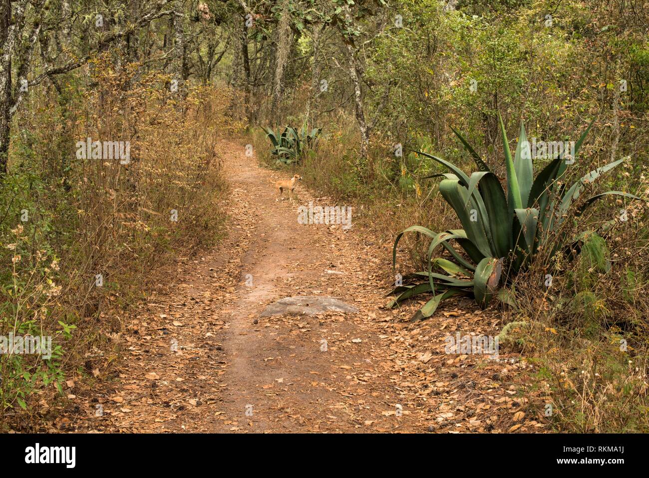 Rural oaxaca hi-res stock photography and images - Alamy