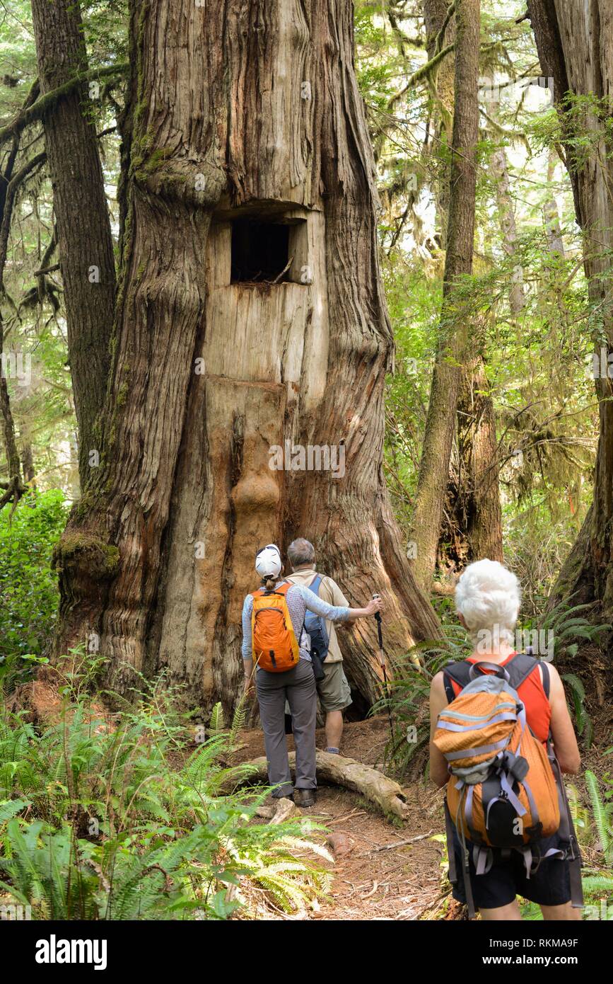 Culturally modified tree hi-res stock photography and images - Alamy