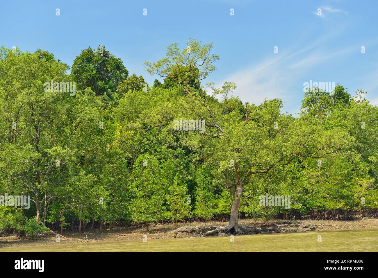 Low land rain forest in Bako National Park (Sarawak, Borneo Stock Photo ...