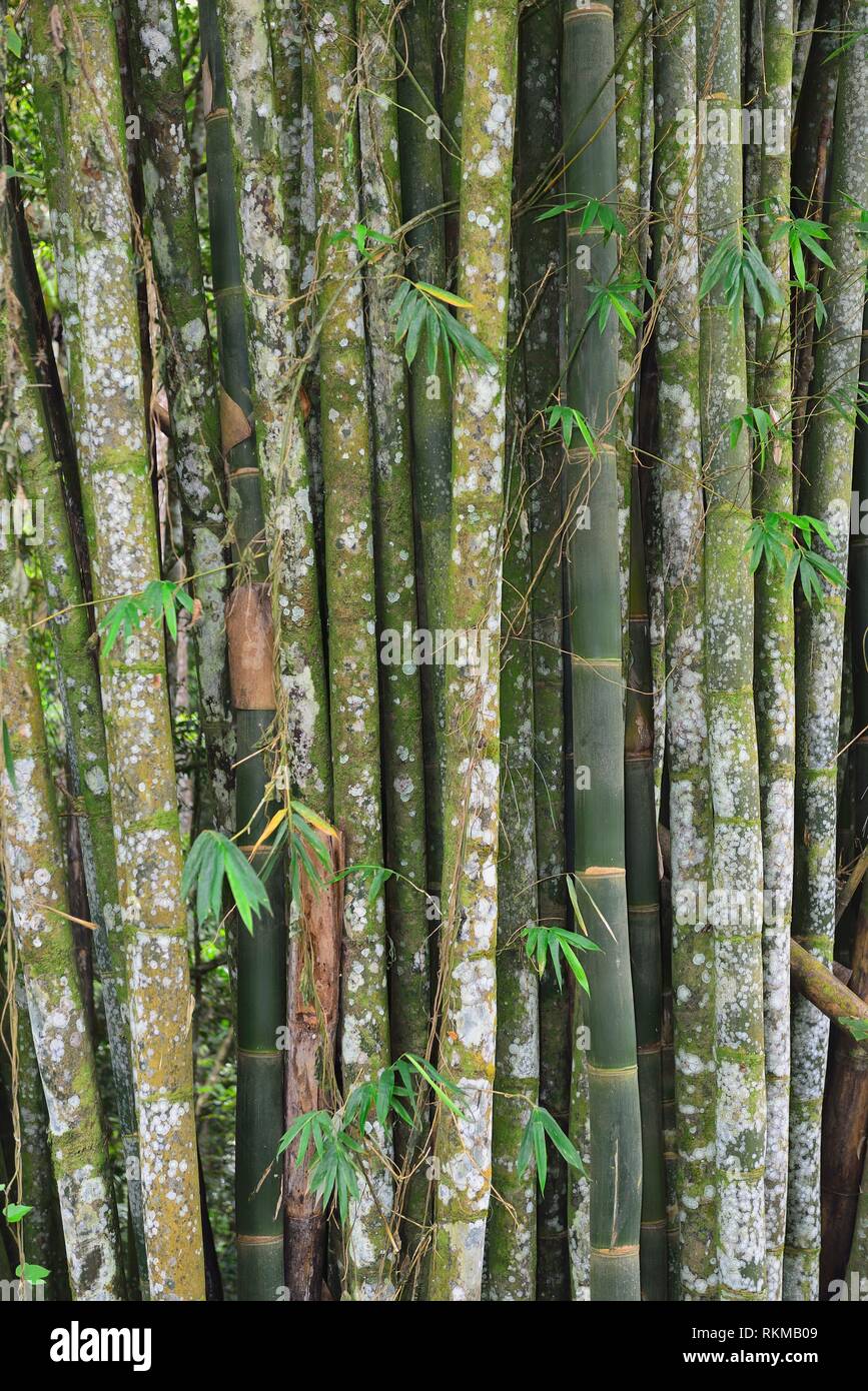 Dendrocalamus hi-res stock photography and images - Alamy