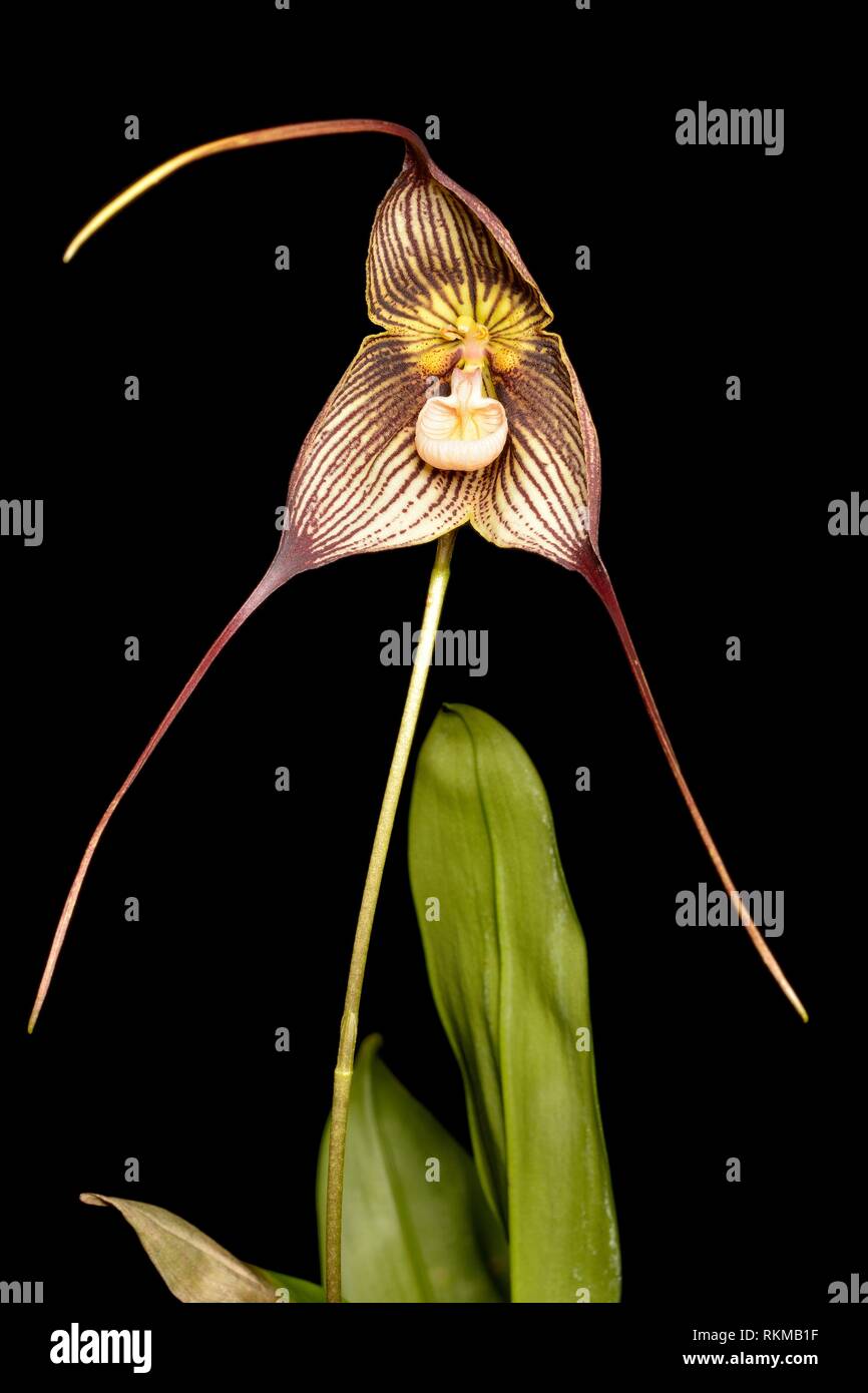 Dracula orchid hi-res stock photography and images - Alamy