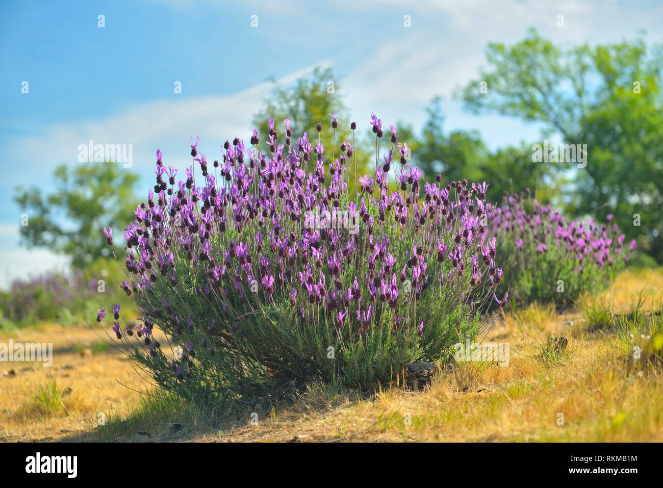 Pedunculata hi-res stock photography and images - Alamy