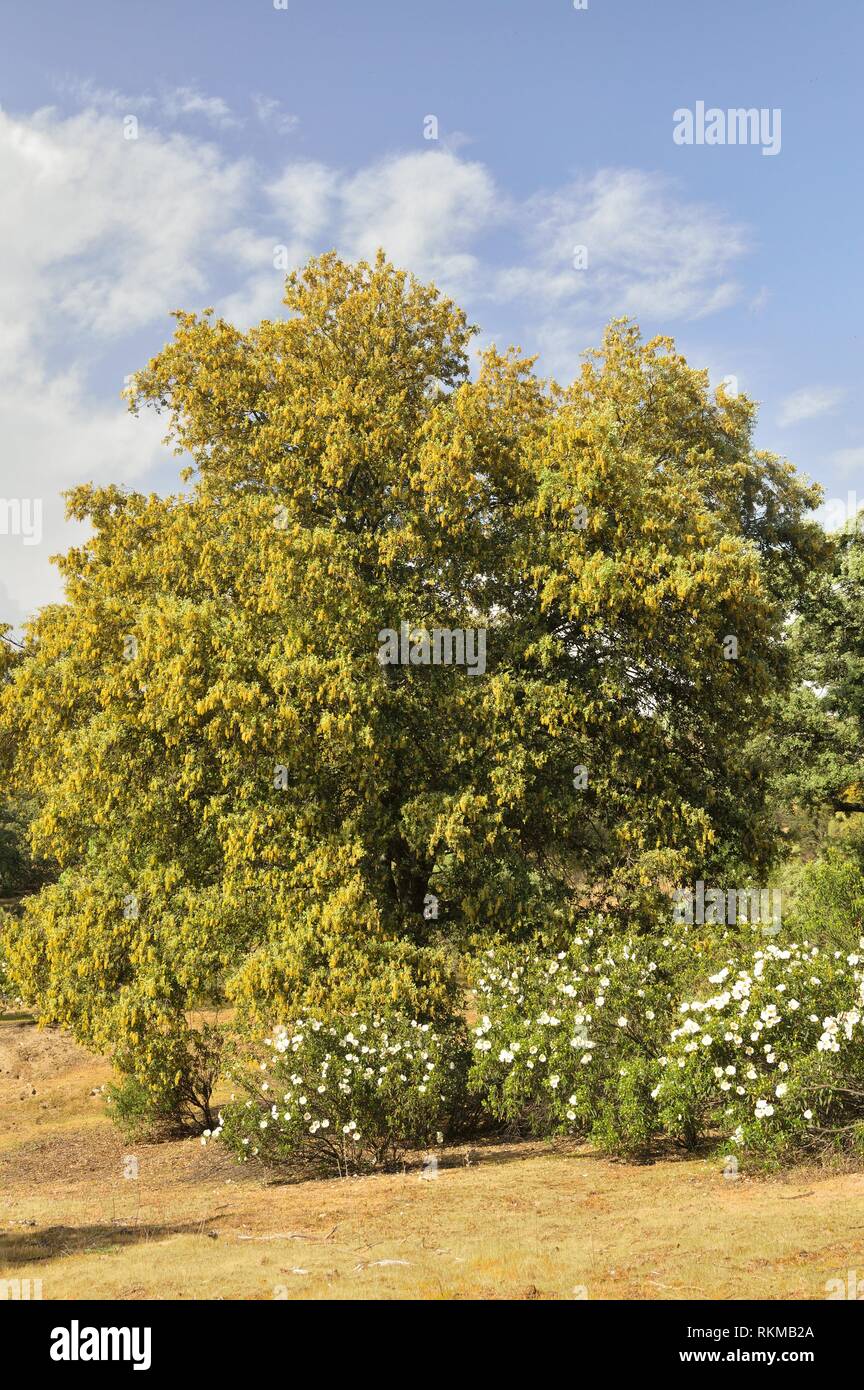 Encina tree quercus ilex hi-res stock photography and images - Alamy
