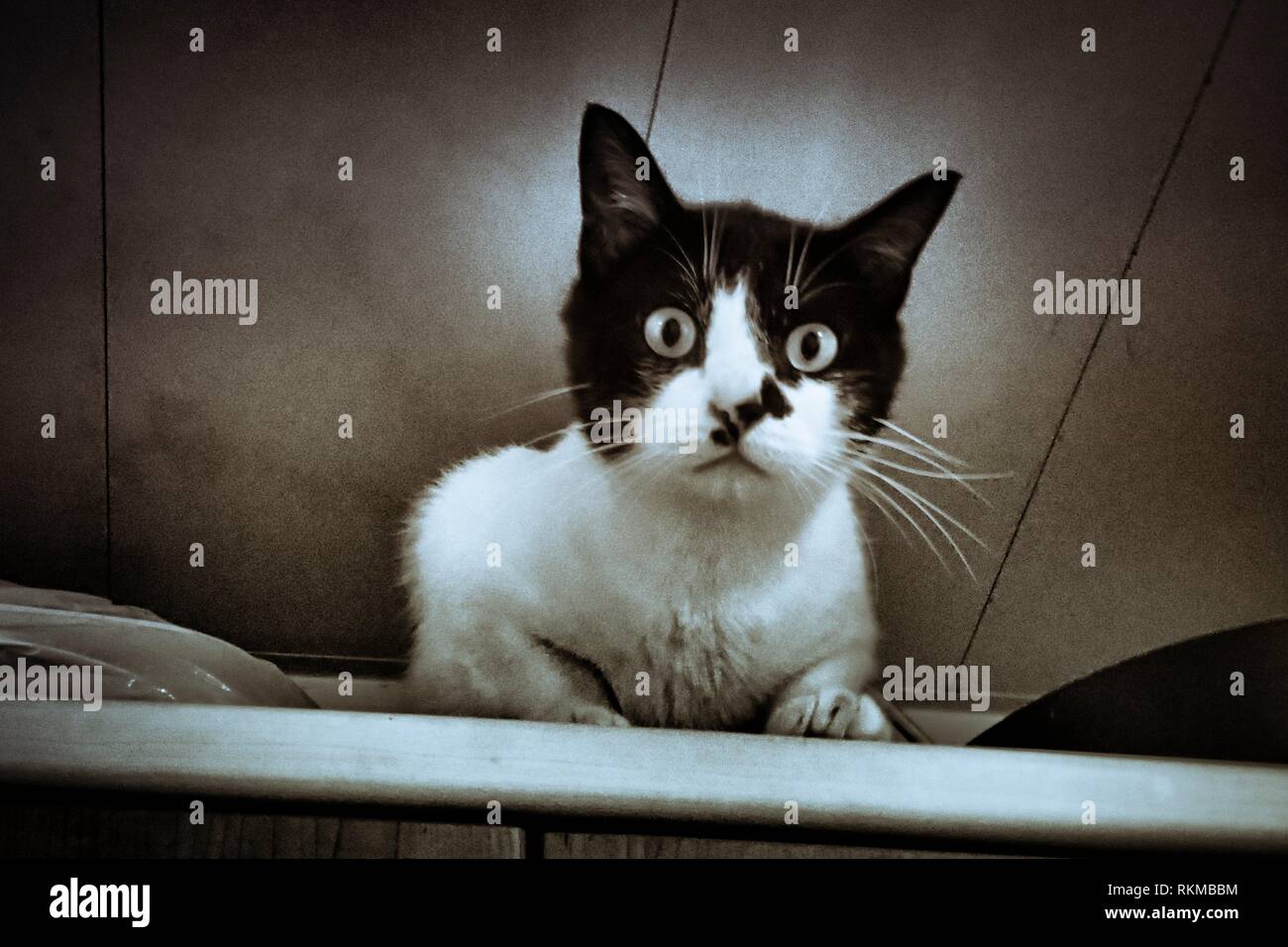 Cat looking at camera hi-res stock photography and images - Alamy