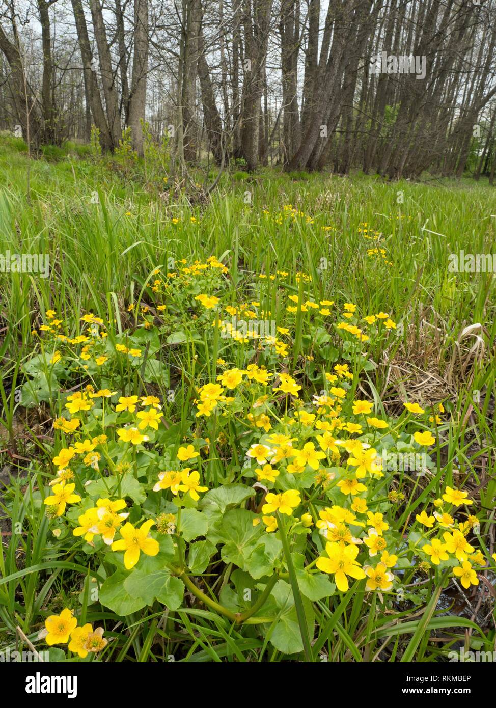 Spring marsh hi-res stock photography and images - Alamy