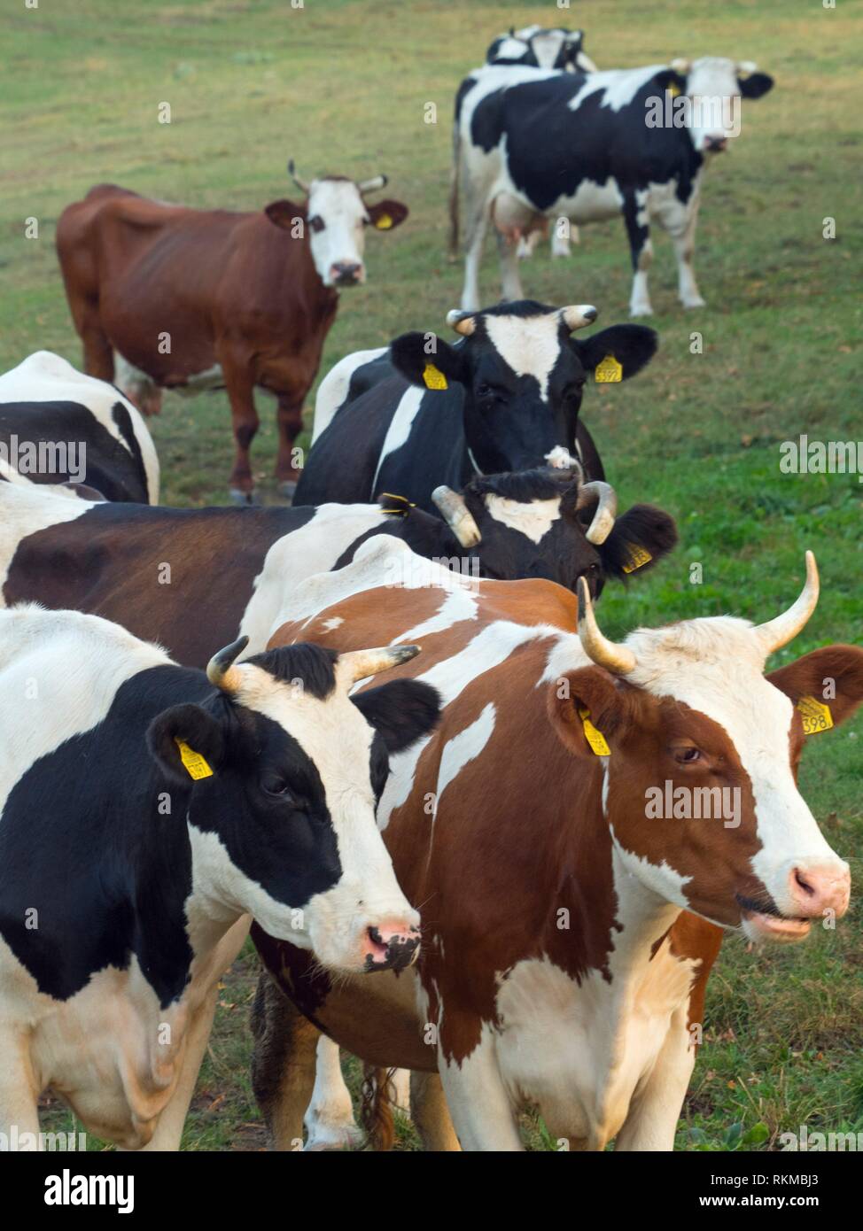 Poland farm country hi-res stock photography and images - Alamy