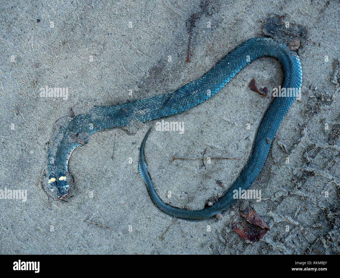 Dead snake hi-res stock photography and images - Alamy