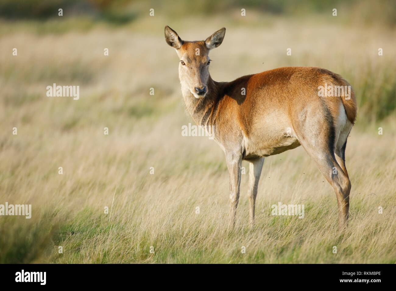Richmond park hind hi-res stock photography and images - Alamy