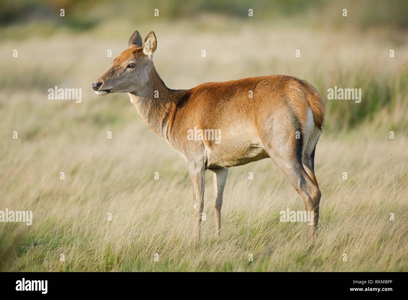 Richmond park hind hi-res stock photography and images - Alamy