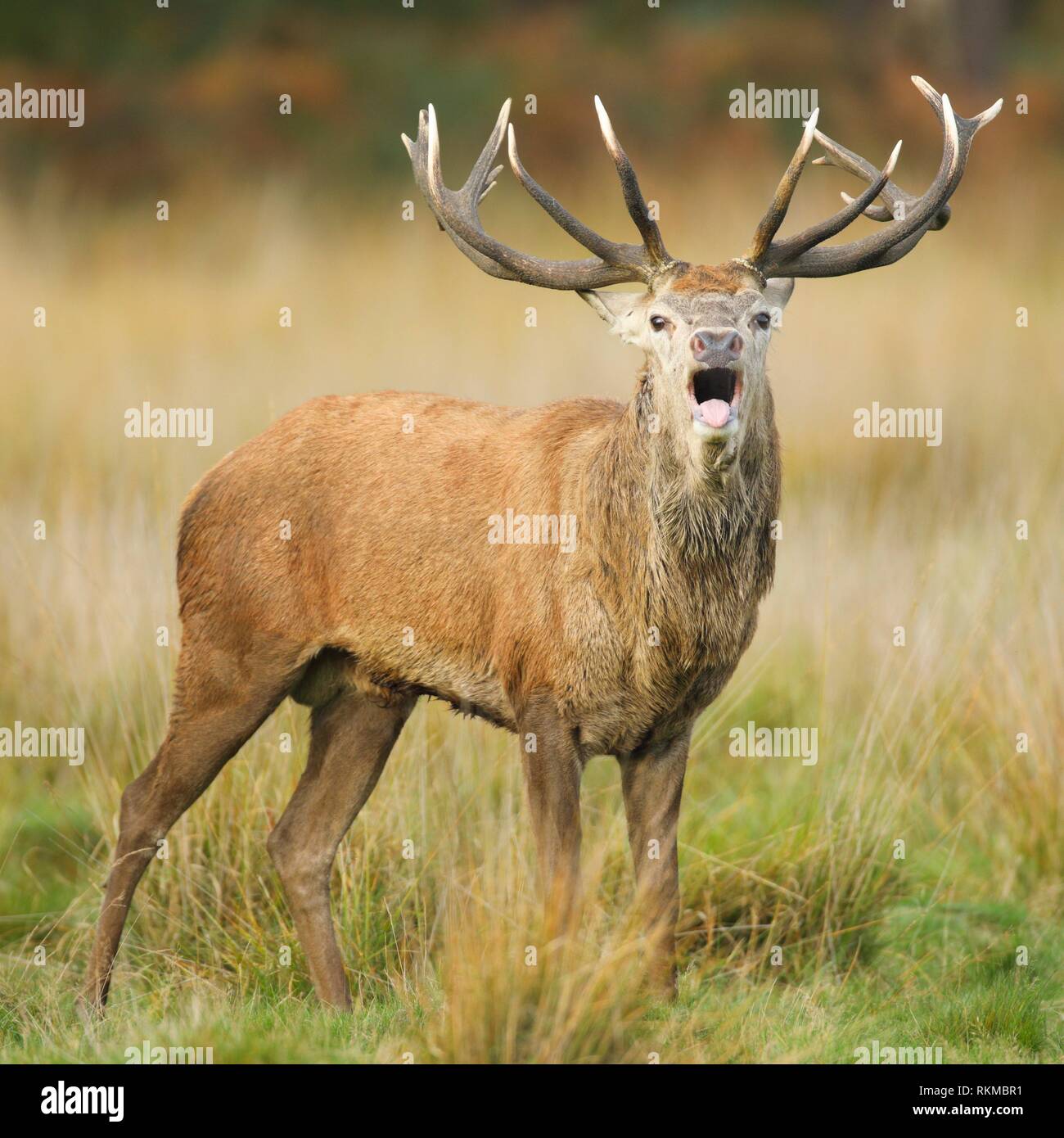 Red deer stag , Richmond park, London, England Stock Photo - Alamy