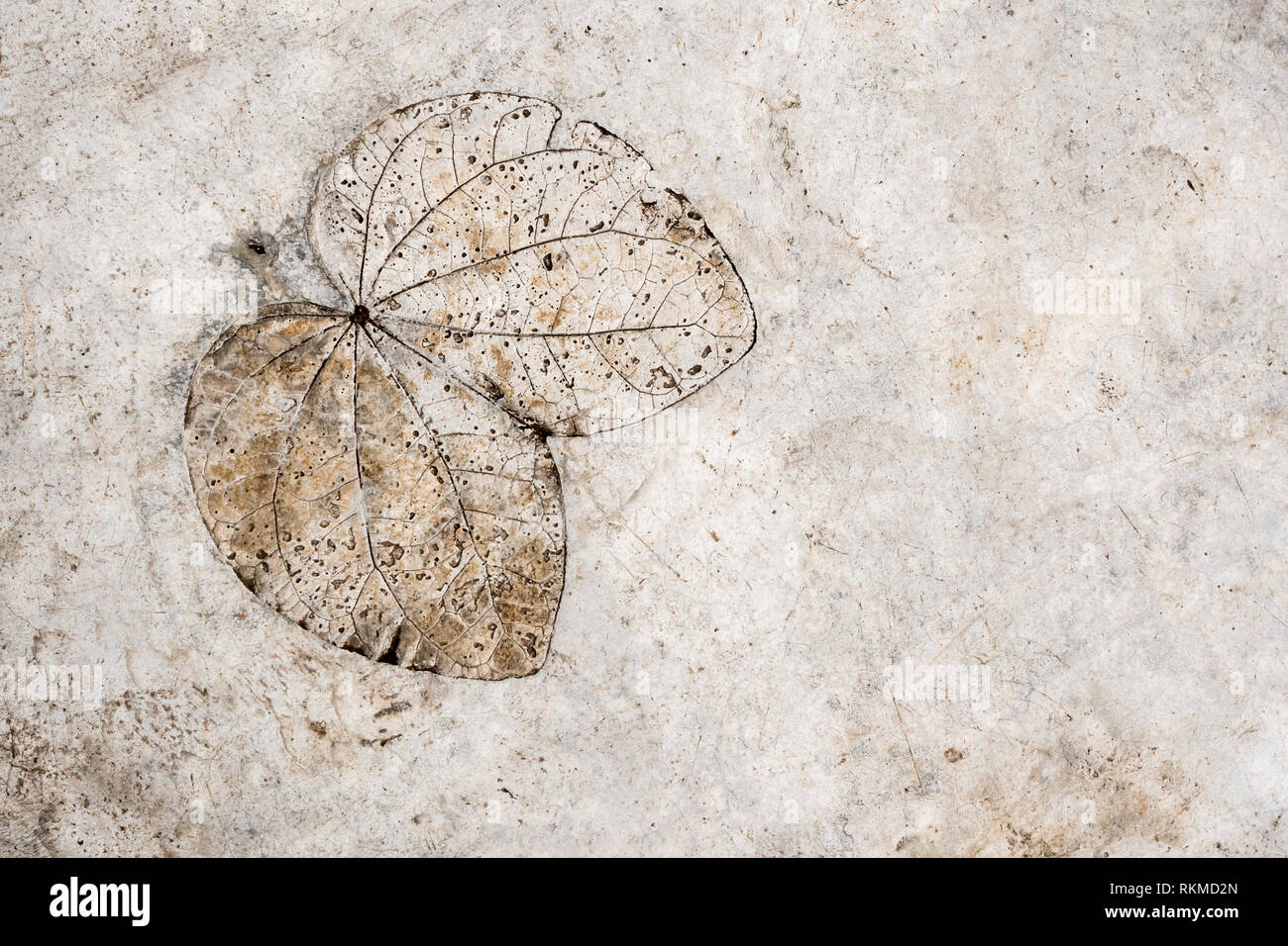 Leaf texture in concrete floor surface Stock Photo - Alamy