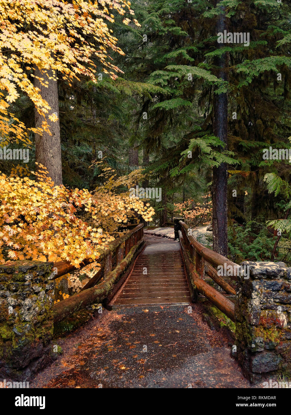 A path with rails across a footbridge in a rainy forest in central ...