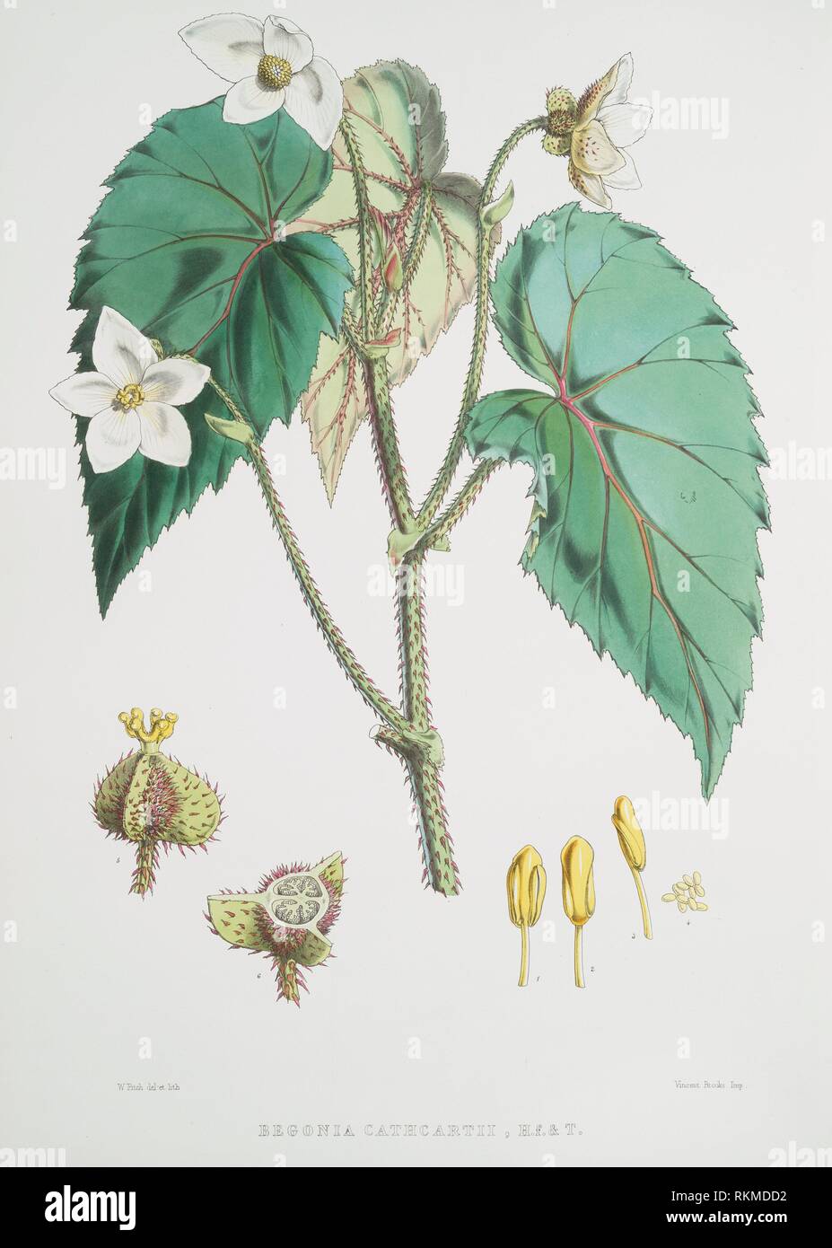 Begonia Cathcartii, H. f. et T. Fitch, W. H. (Walter Hood) (1817-1892 ...