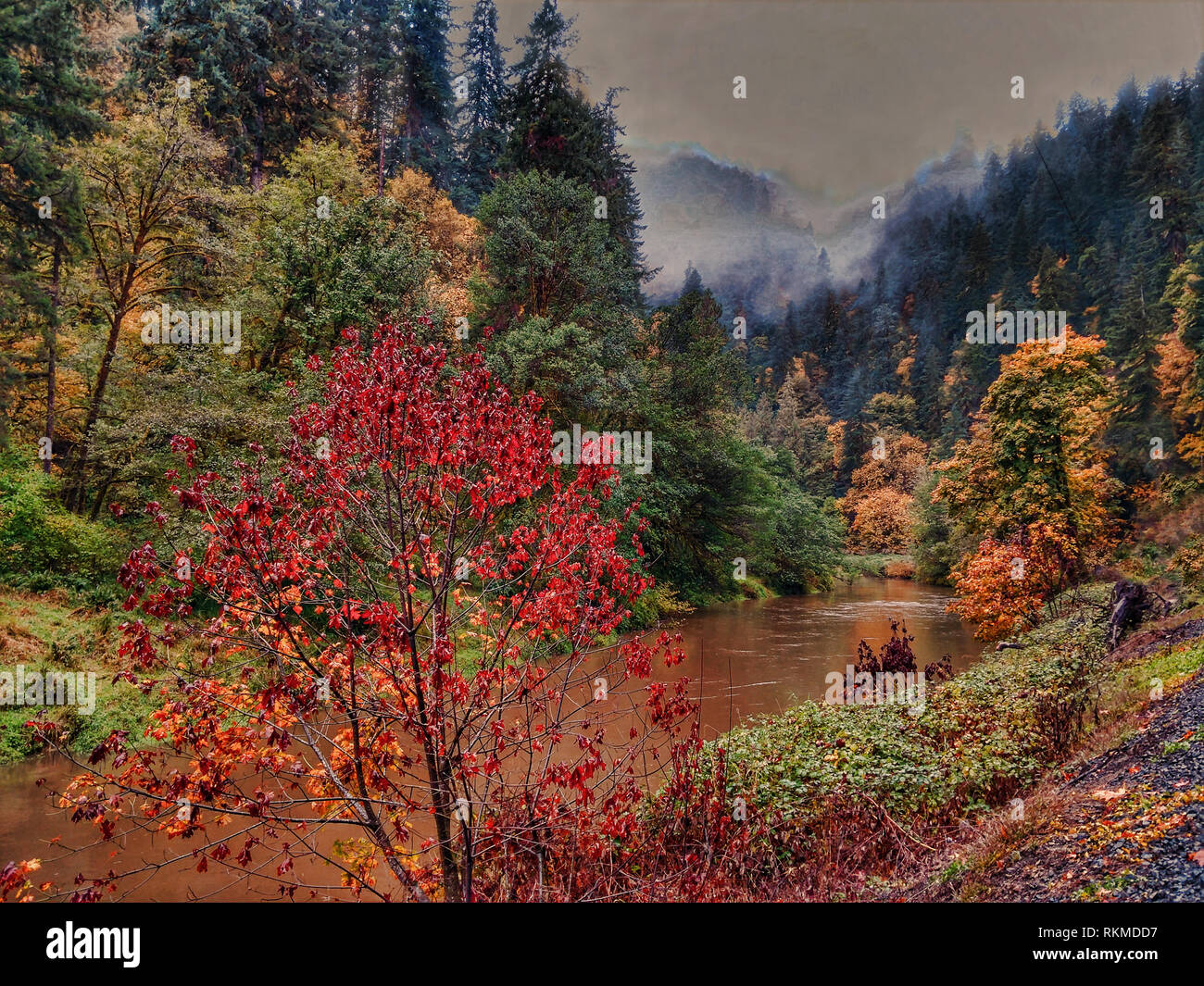 Oregon fall foliage along a river by Loon Lake Road in western Oregon ...