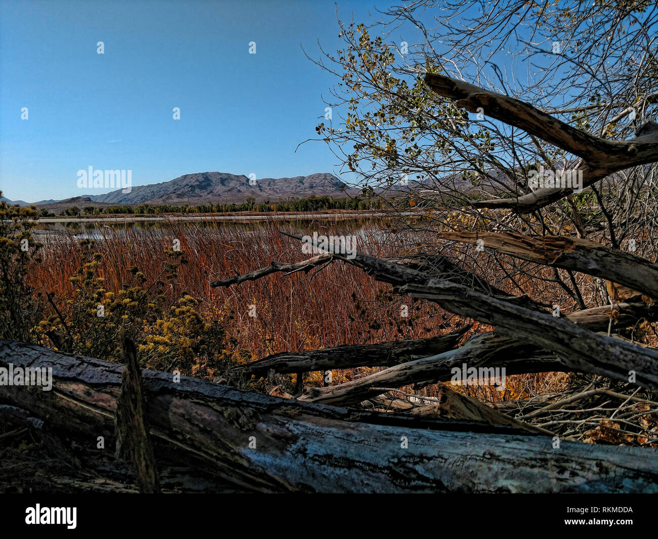 Fallen tree branches hi-res stock photography and images - Alamy
