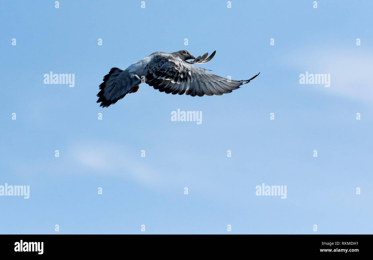 speed racing pigeon flying against beautiful blue sky Stock Photo - Alamy