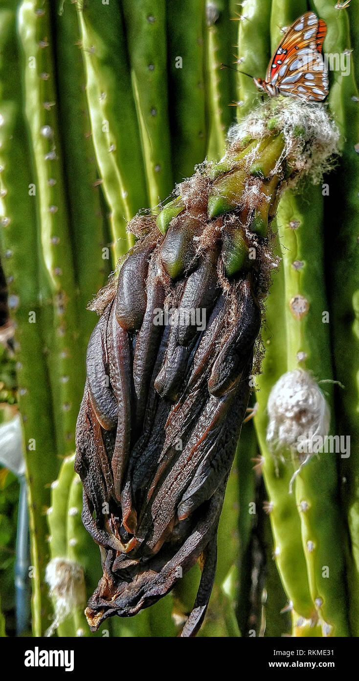 Dead monarch butterfly hi-res stock photography and images - Alamy